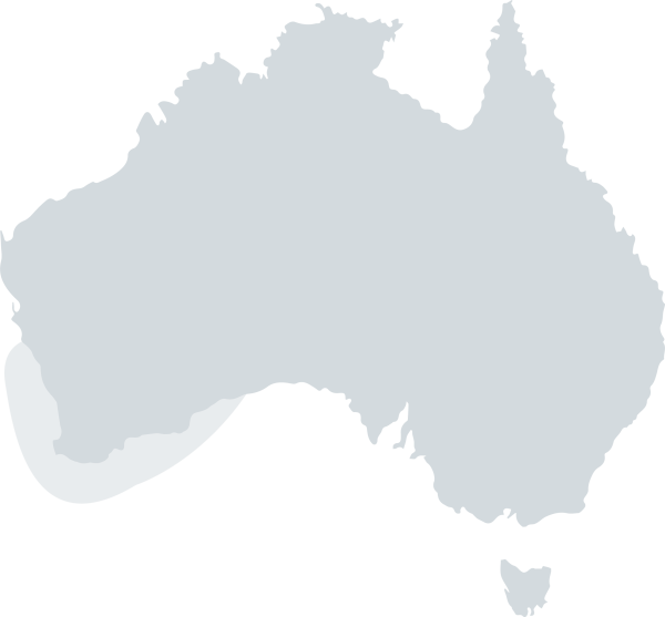 Brownlip Abalone | Everything You Need to Know