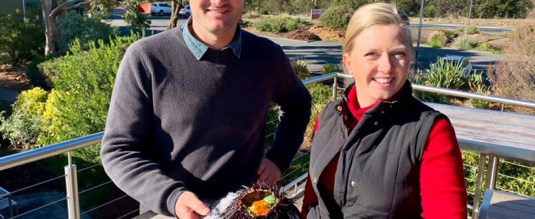 Invasive Sea Urchin ABC Landline - Wild Tasmanian Dried Abalone - Candy ...